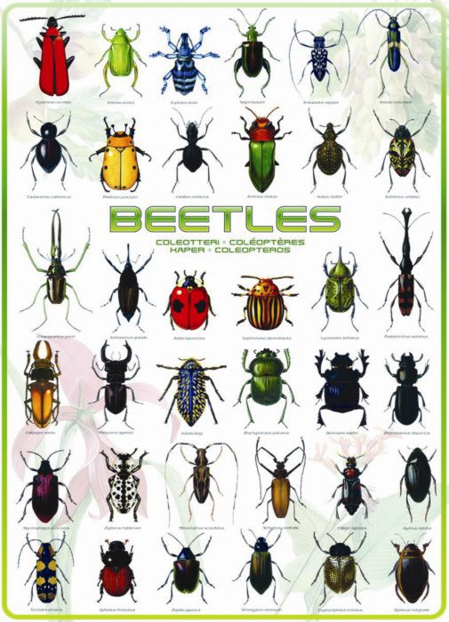 Eurographics Brouci 1000 dílků - Zbozi.cz