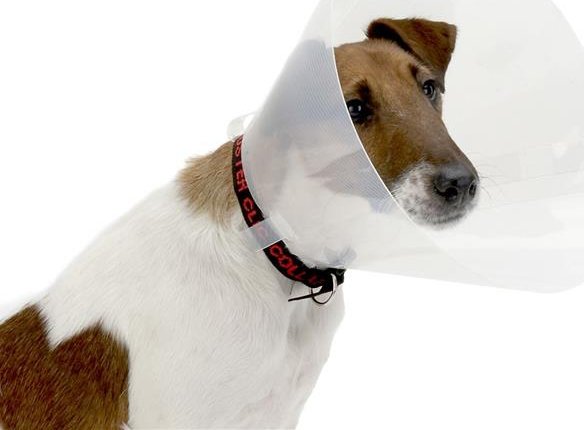 Kruuse Buster Clic Collar transparentní 35 cm od 199 Kč - Zbozi.cz