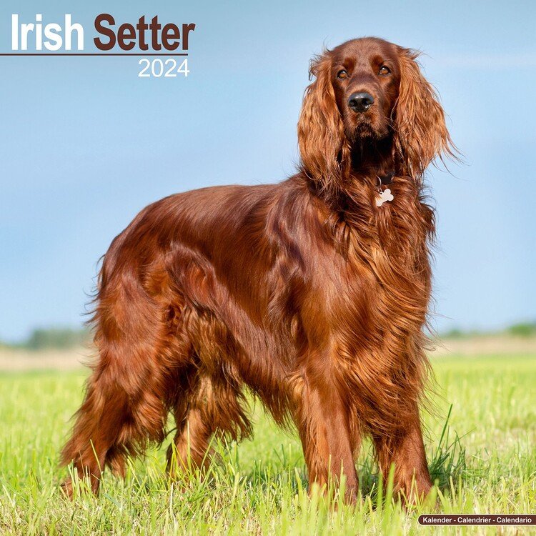 Avonside Publishing Wall Calendar Irish Setter 2024 - Zbozi.cz