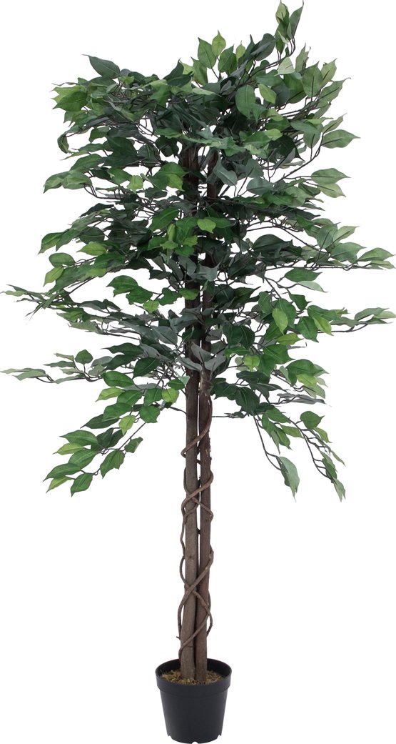 EuroPalms Fikus Benjamin 150 cm - Zbozi.cz