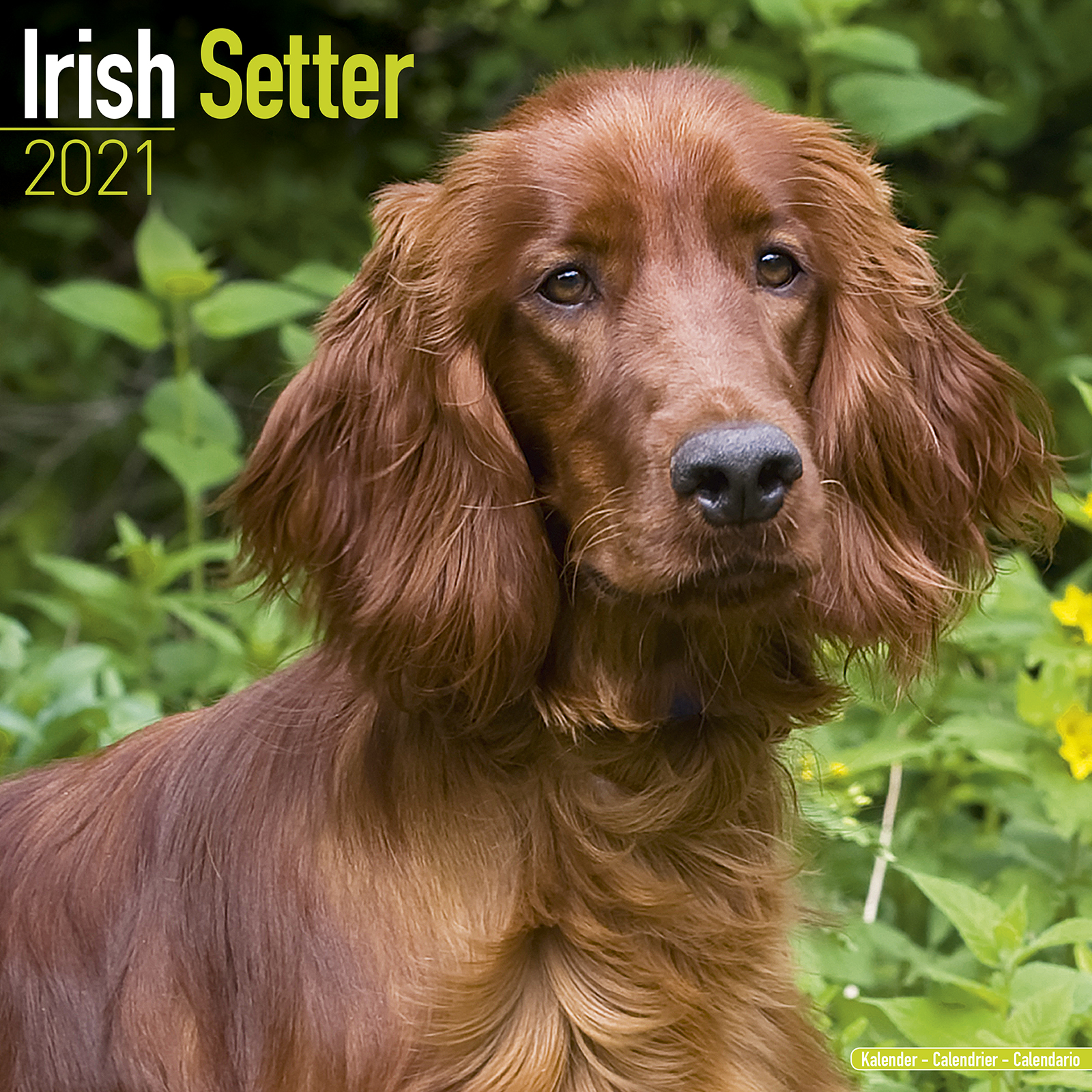 Avonside Publishing Wall Calendar Irish Setter 2021 - Zbozi.cz