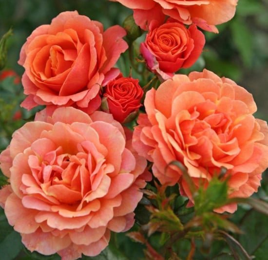 Kordes Roses Lambada keřová růže 2 l od 279 Kč - Zbozi.cz