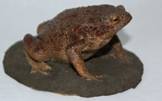 Plastový model Ropucha obecná od 7 779 Kč - Zbozi.cz