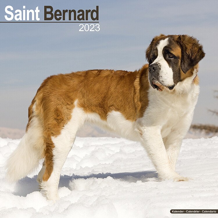Avonside Publishing Saint Bernard 2023 - Zbozi.cz