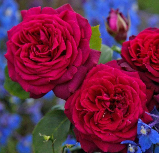 Foto Sazenice Kordes Roses Parfuma Gräfin Diana růže - Zbozi.cz