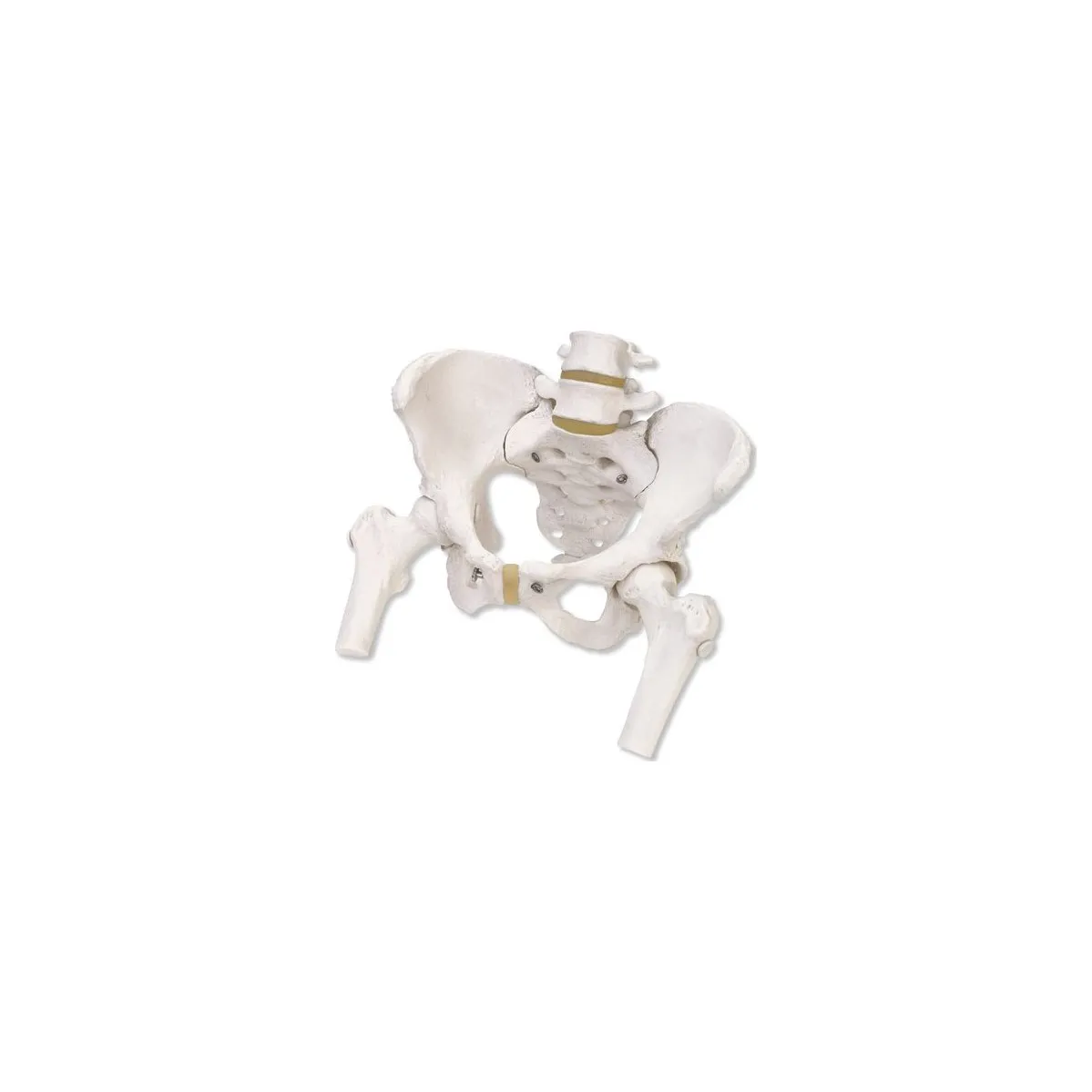 Foto Anatomický model 3B Scientific kostra ženské pánve s pohyblivými ...