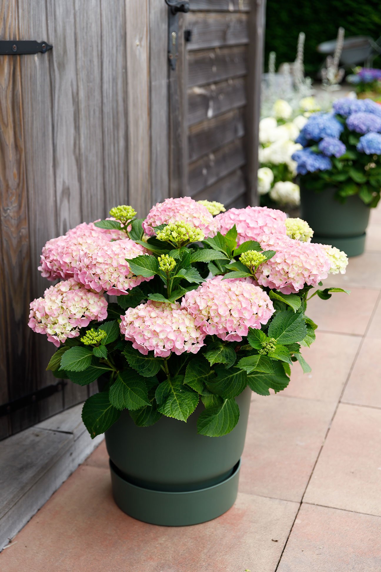 Hortenzie Macrophylla Forever and Ever Pink 50 cm - Zbozi.cz