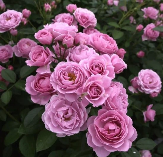 Kordes Roses Nautica mnohokvětá růže 2 l od 299 Kč - Zbozi.cz