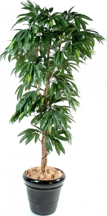 VertEspace Mangovník s liánou 150 cm od 3 240 Kč - Zbozi.cz