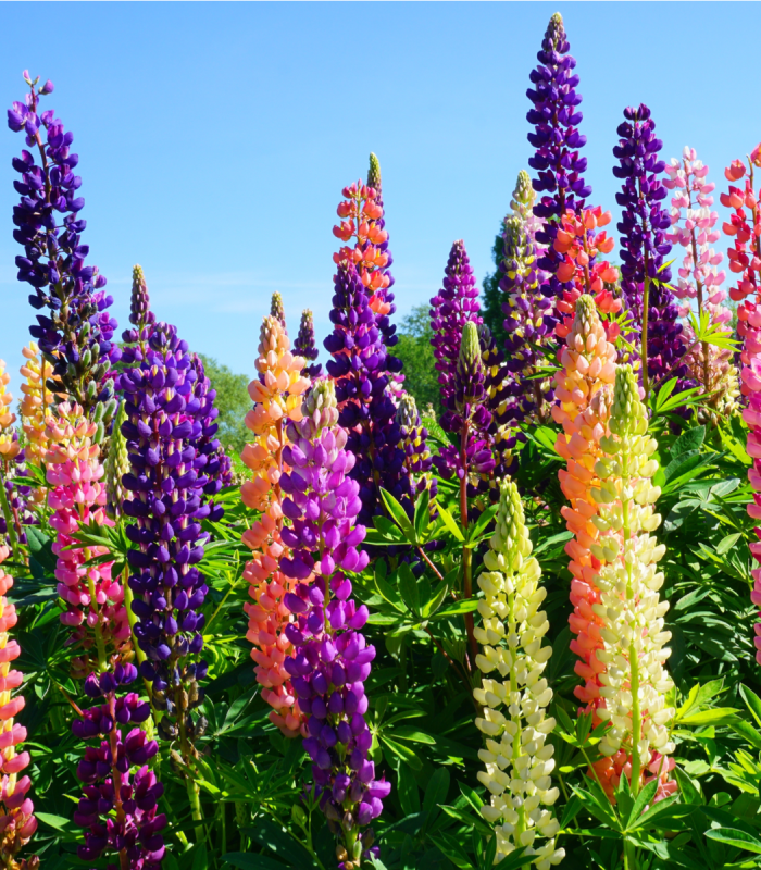 Lupina mnoholistá mix Lupinus Polyphyllus 20 ks - Zbozi.cz