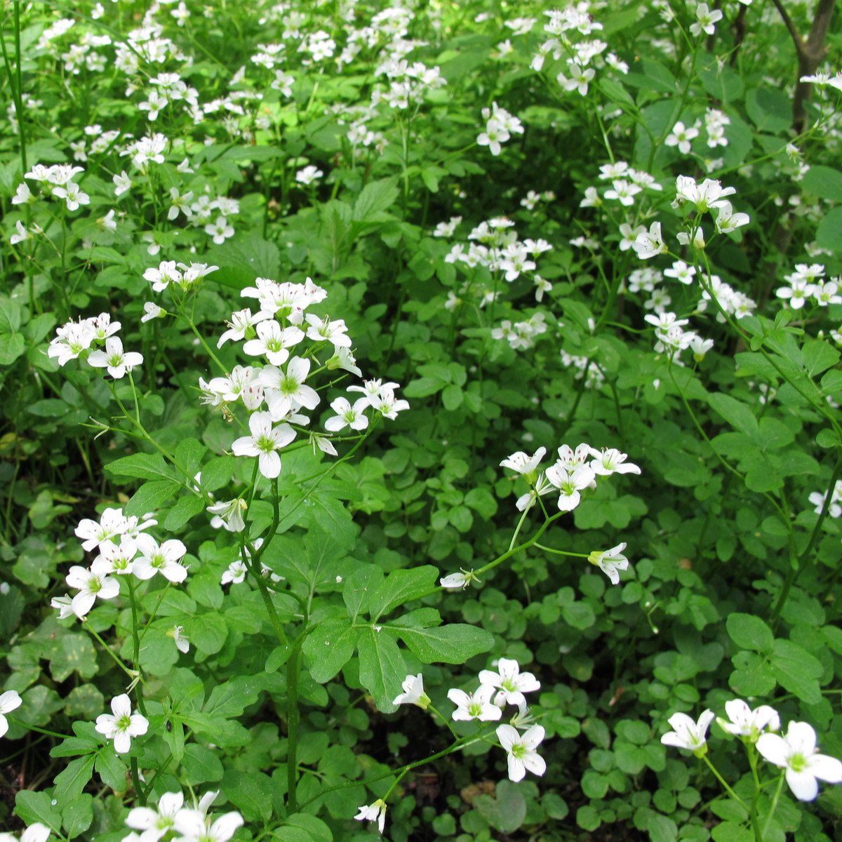 Potočnice lékařská Nasturtium Officinale 250 ks - Zbozi.cz