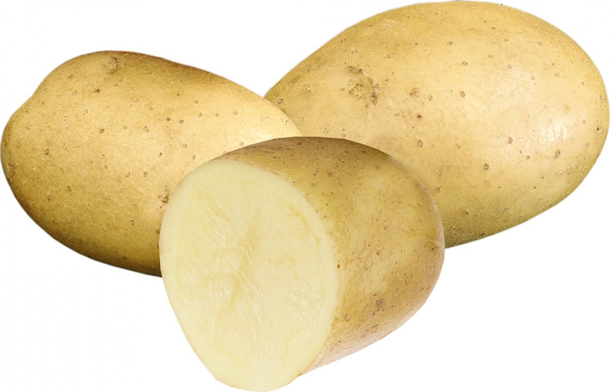 Nohel Garden Impala sadbové brambory žluté velmi rané 5 kg - Zbozi.cz