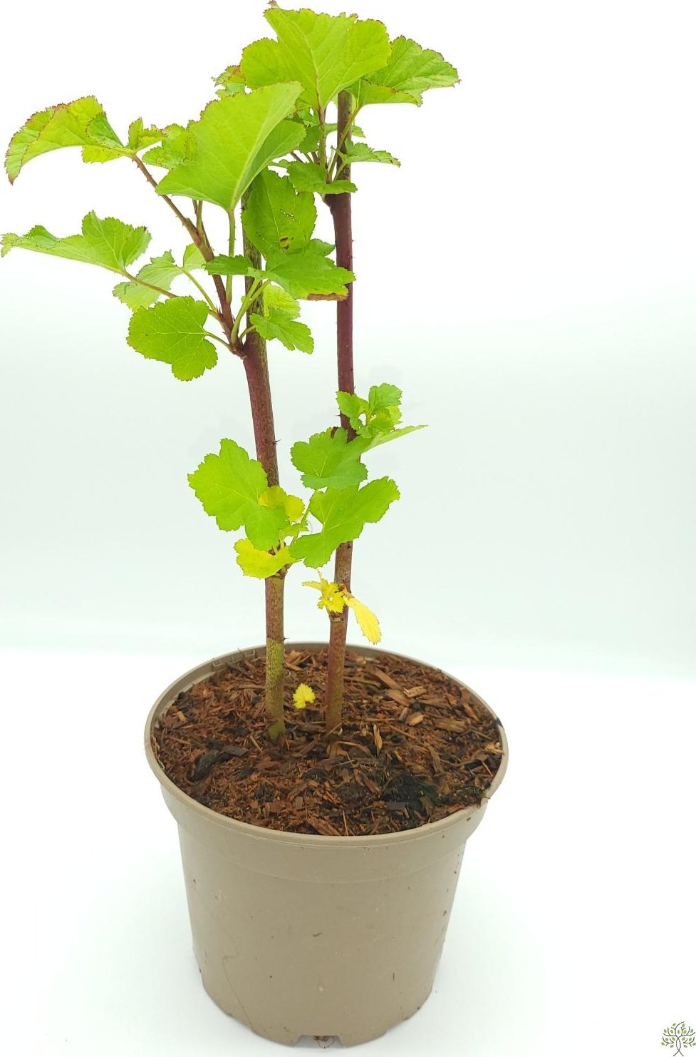 Maliník Raspberry Tower PBR P9 od 149 Kč - Zbozi.cz