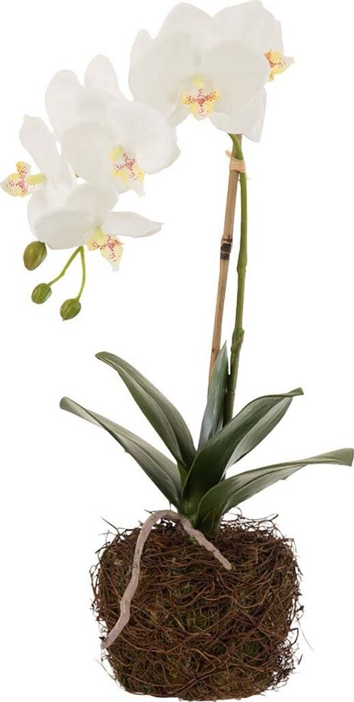 Jolipa J-Line Orchidej s kořeny a mechem 23 x 40 x 17 cm od 674 Kč ...