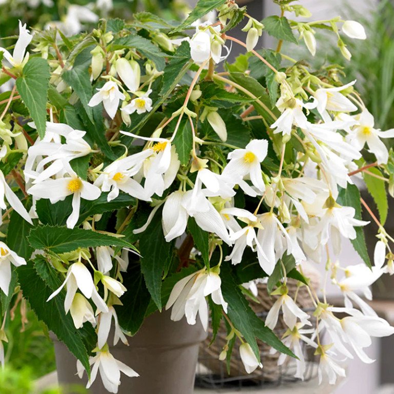 Begónie boliviensis Santa Barbara C 1 kus - Zbozi.cz